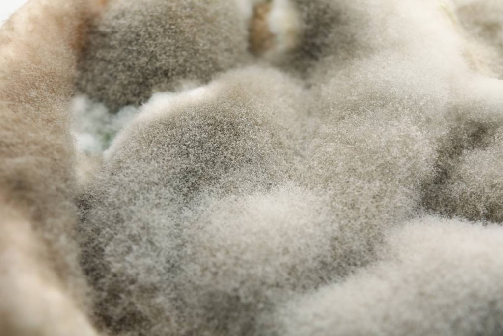 What's the Mold Illness? How to Spot and Get Rid Mold at Home?