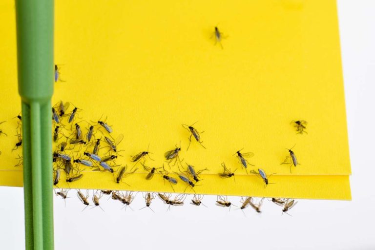 What Are Gnats? Are They Harmful? How Do to Get Rid of Gnats?